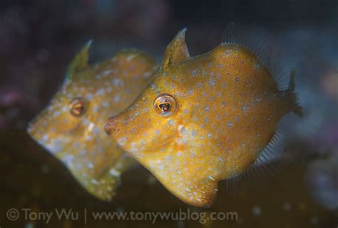 Whitespotted Pygmy Filefish Rudarius Ercodes In Izu Japan