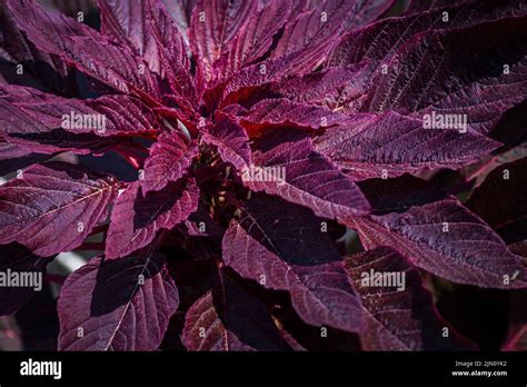Red Amaranth Amaranthus Cruentus Ornamental Plant Amaranthus Tricolor