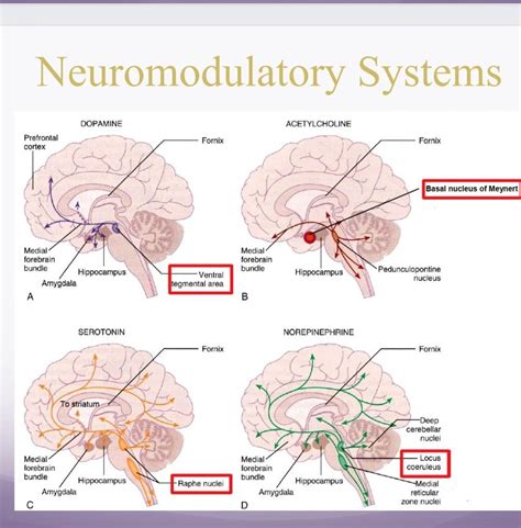 Solved Neuromodulatory Systems Dopamine Acetylcholine