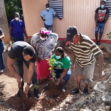 Good Things Come In Trees Tree Planting Project Thrives In Jamaica