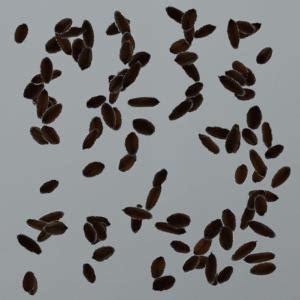 SoyDataset Object Detection Dataset By Venkat Margapuri