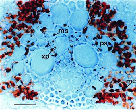 Cellular Localization Of Fd Gogat Protein In The Mesophyll Cells Of