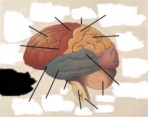Structure Of The External Cerebrum Lateral View Diagram Quizlet