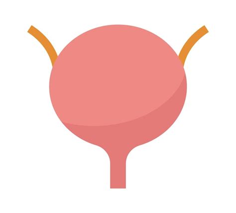 Premium Vector Bladder Human Organ Vector Illustration