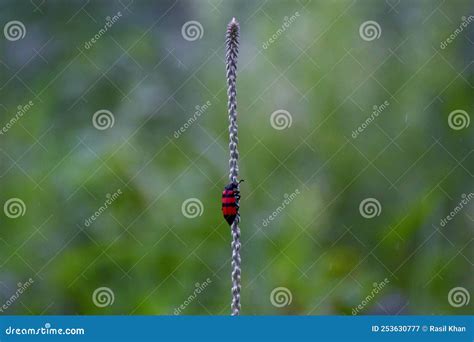 Insect In Plants Stock Image Image Of Plants Anther 253630777