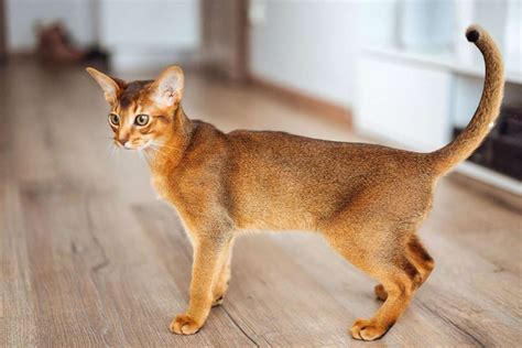 H Ng D N C Ch Nu I M O Abyssinian L Ng Ng N