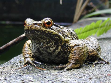 3本 4本 5本 カエルの指について 生物学科 東邦大学