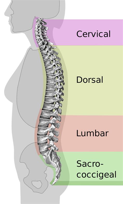 La Imagen De Rayos X Del Abdomen Muestra La Columna V Vrogue Co
