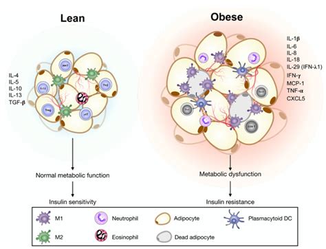 Cytokines Definition Blood Glucose