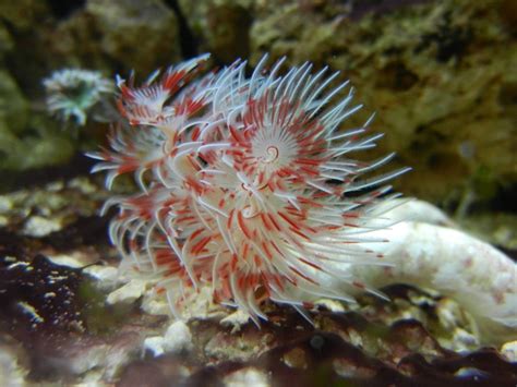 Colorful Coco Worm In A Reef Aquarium