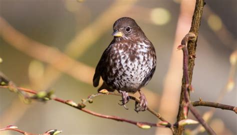 7 Small Brown Backyard Birds Birdinglab