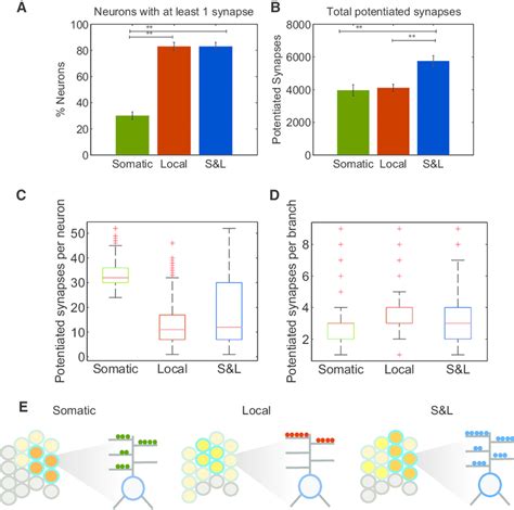 Neuronal Dendritic And Synaptic Features Of A Single Associative Download Scientific Diagram