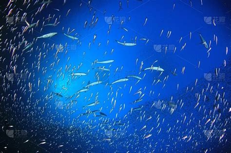 沙丁鱼，鲭鱼和金枪鱼在水下