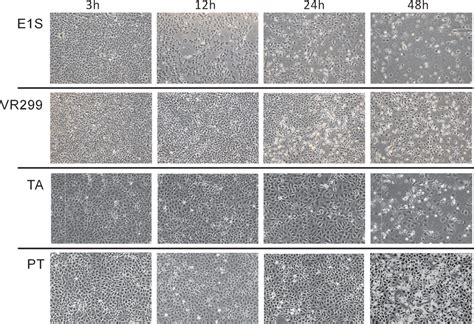 Cpe Development In Chse 214 Cells After Infection With Different