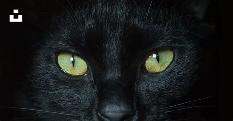 노란 눈을 가진 검은 고양이 사진 Unsplash의 무료 고양이 이미지
