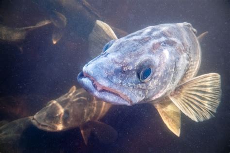 With The Ice Out Walleye Spawning Is Underway In Minnesota Kaxe