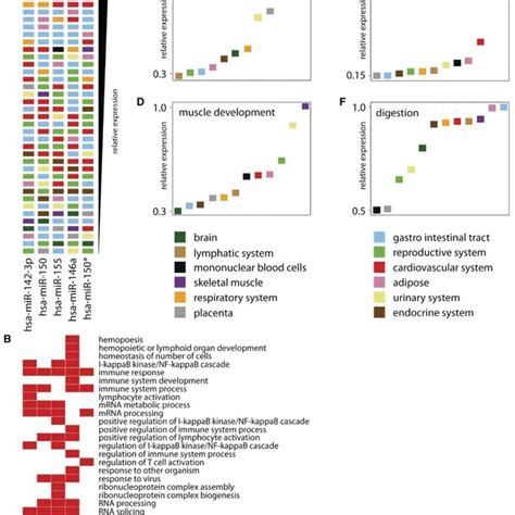 Tissue Specific Mirna Expression And Function A Ranked Expression
