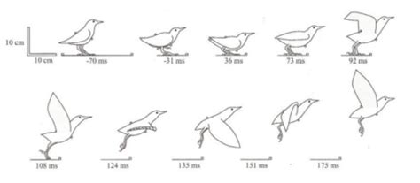 Ornithology Lecture 5 Flashcards Quizlet