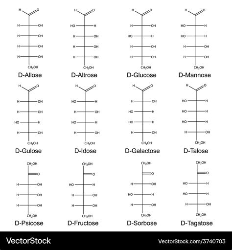 Structural Formulas Of Main Monosaccharides Vector Image