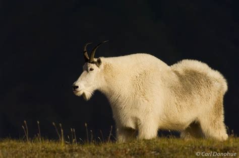 Mountain Goats In Alaska A Photo From Wrangell St Elias National Park