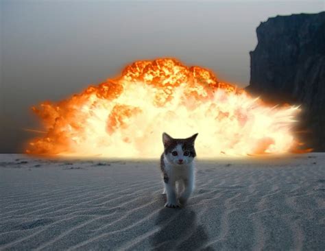 Create Meme Cat On The Background Of An Explosion Cat Explosion