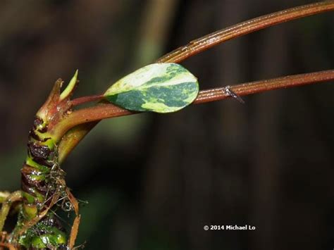 The Rainforests Of Borneo And Southeast Asia Bucephalandra Bogneri Variegated Leaf And Normal