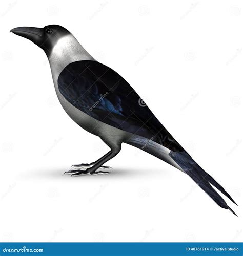 Corvid Cartoons Illustrations And Vector Stock Images 746 Pictures To