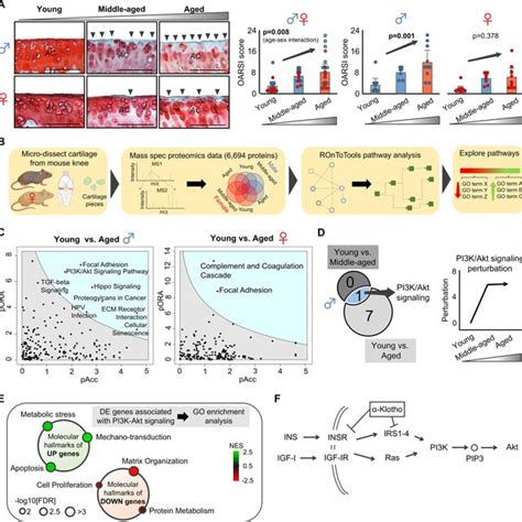 Male But Not Female Mice Display Age Related Cartilage Degeneration