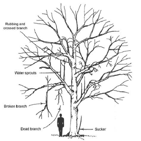 Best Tree Removal Tips For A Healthy And Beautiful Tree
