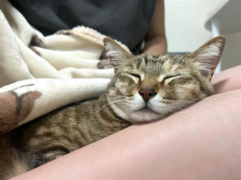 「猫飼ってます」 「どんな猫？」 「雑種です。保護猫です。」 「保護猫を飼うなんて優しい人ですね。」 みたいなやりとりになるの違和感。 ペット