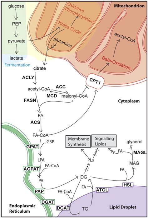 Cell Metab