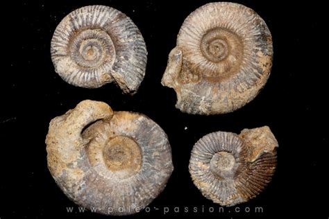 Ammonites Jurassique