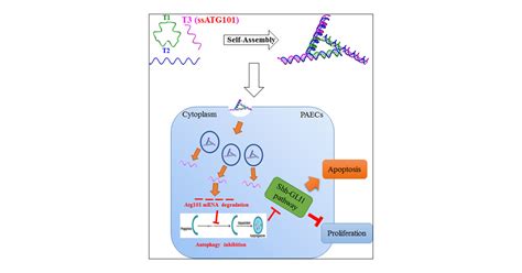 Atg101 Single Stranded Antisense Rna Loaded Triangular Dna