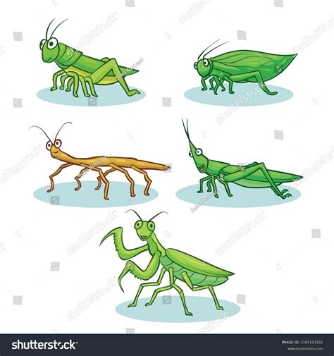 Vector Illustration Various Types Grasshoppers Average Stock Vector