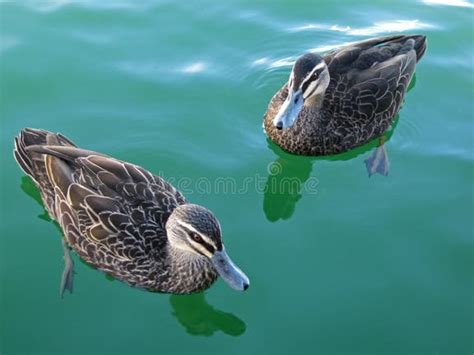 Ducks 库存图片 图片 包括有 烧杯 海洋 水生 游泳 和平 投反对票 澳大利亚 海运 14559991