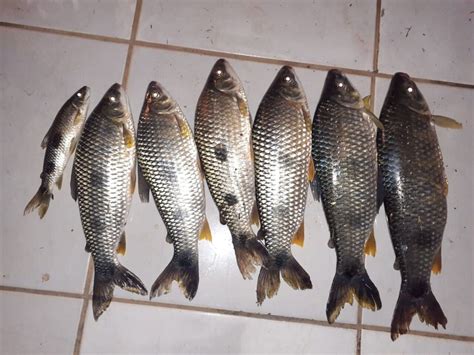 Turistas paulistas são presos e multados em R mil por pesca ilegal Dourados News