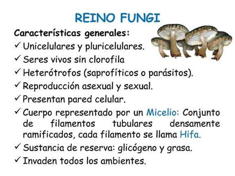 Reino fungi explicación para niños Reino fungi