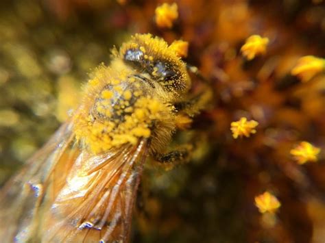 Начинаещ пчелар сте знаете ли че суровият пчелен прашец е основният източник на проетини за