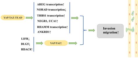 The Relationship Between The Hippo Signaling Pathway And Bone