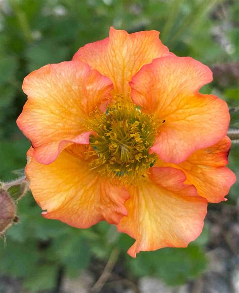 Generous Geum Collection Hayloft