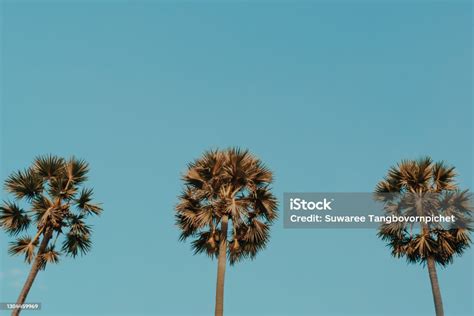 일몰 하늘 플레어와 보케 자연 배경에 열대 야자 코코넛 나무 0명에 대한 스톡 사진 및 기타 이미지 0명 건강한 식생활