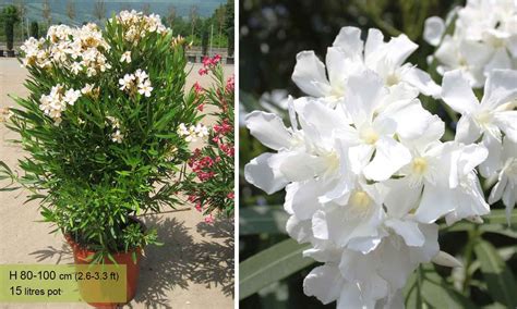 Nerium Oleander East Indian Oleander Shrub Shrubs Nerium Garden