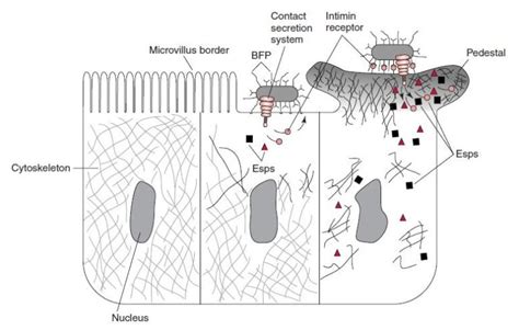 Li Epidemiology Pathogenesis And Treatment Microbiology Notes