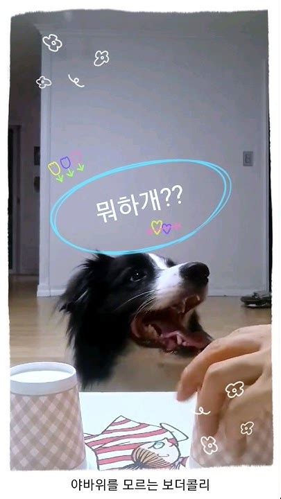 보더콜리 야바위 입성 사료놓고 사료먹기 야바위하는 천재견 두유 Shorts Youtube