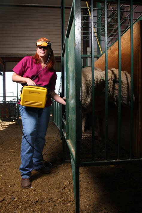 Using Portable Ultrasound For Early Pregnancy Detection In Sheep