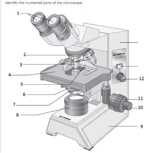 Anatomy And Physiology Microscope Diagram