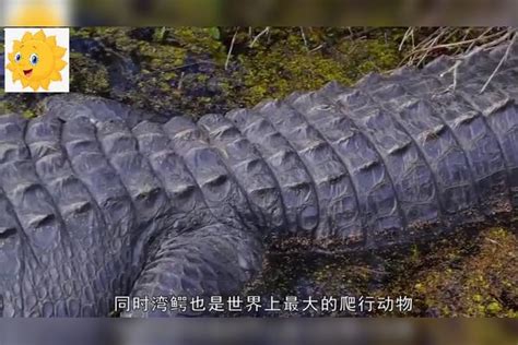鳄鱼也能泛滥成灾？澳大利亚湾鳄数量猛增，猎人职业开始吃香！