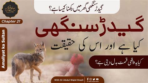 Gidar Singhi Kia Hai Or Uski Haqeeqat Gidar Singhi Ghar Mai Rakhna