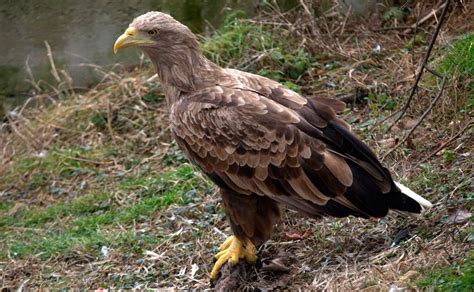 Llojet Ose Llojet E Shqiponjave Dhe Karakteristikat E Tyre