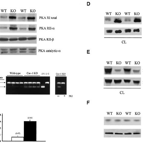 3 Agonist Stimulation Cl316243 Of 3t3 L1 Adipocytes Induces The